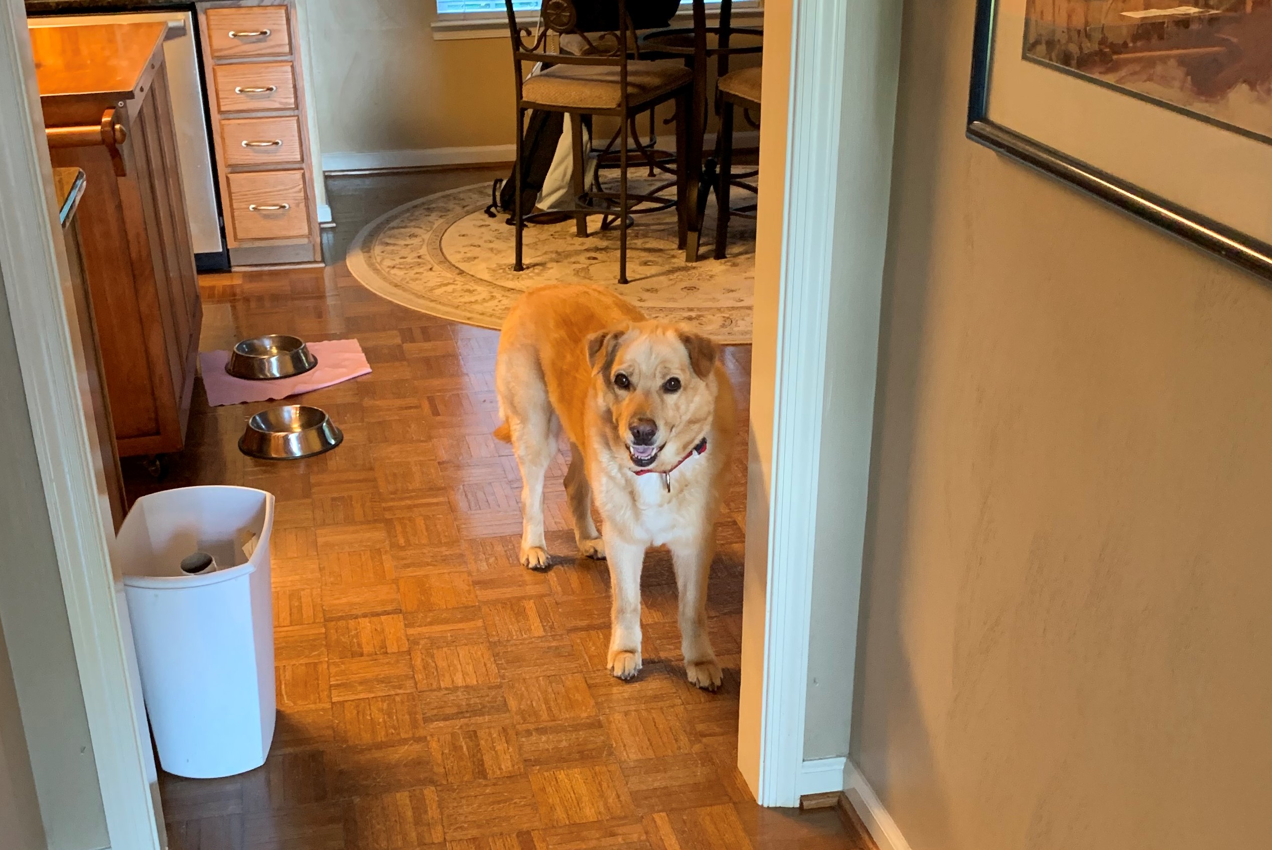 Kiwi-dog – Life After 40